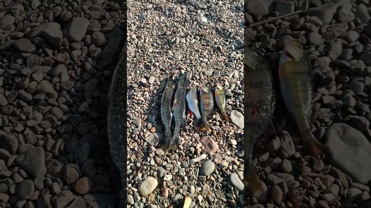 Коротко о рыбалке на реке Чусовая у камней Отмятыш и Корова 8-10 августа 2023 года