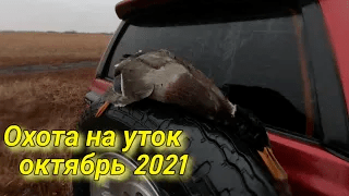 Крякаши в октябре. Охота на утку .