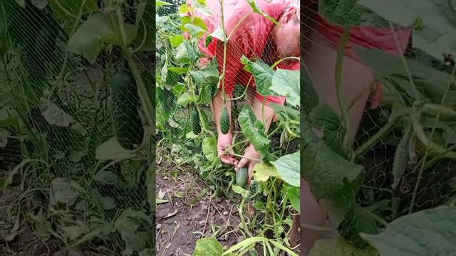 Огородние работы  без проблем #дача #приколы #огород #дачник #огонь