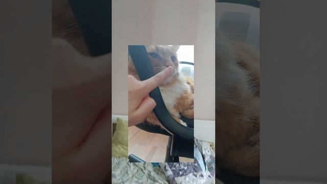 Нееет! Лео, ты меня предал...