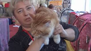 Выставка кошек   Музыка Осени   в Твери