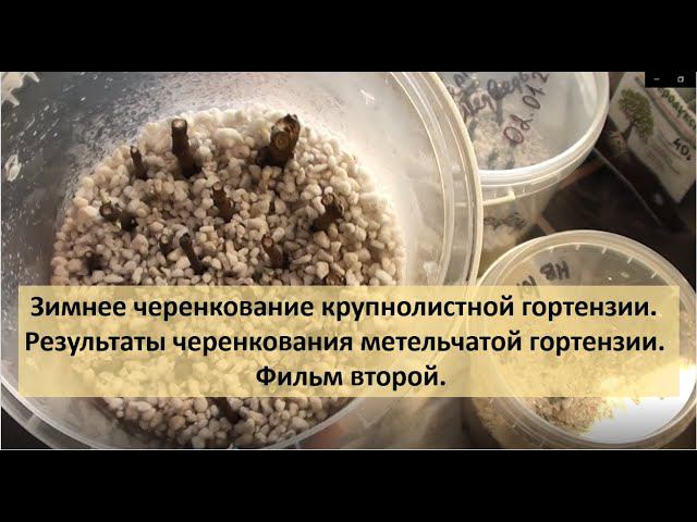 Зимнее черенкование крупнолистной гортензии. Результаты у  метельчатой гортензии. Фильм второй.