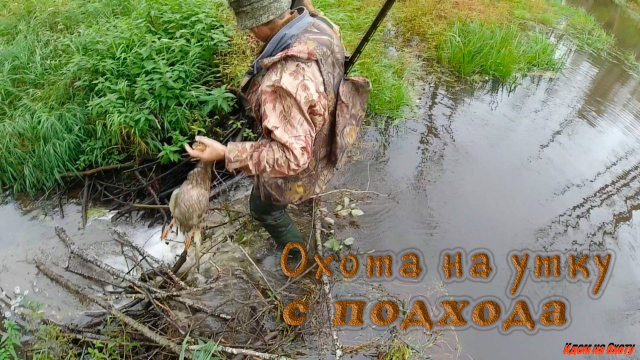 Охота с подхода на утку с товарищем.