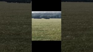 Яки