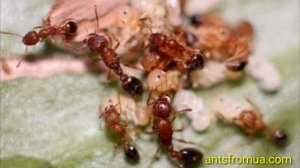 Tetramorium Bicarinatum. Почти идеальные муравьи? Муравьиная Мания.