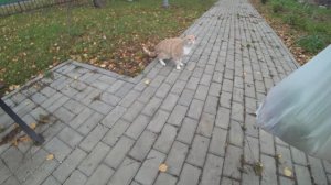 Деревенский котик.