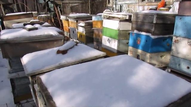 особенности получения весеннего меда - весенний мед на пасеке, что для этого необходимо