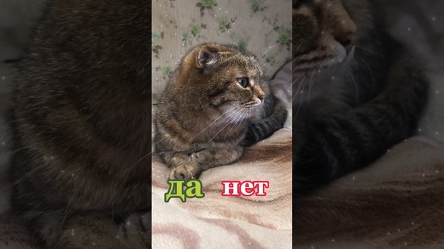 Да или нет?