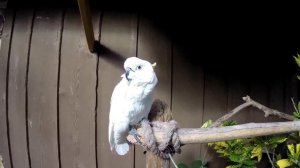 Удивительное путешествие _ США GATORLAND _ Крокодиловая Ферма АЛЛИГАТОРЫ во Флориде.