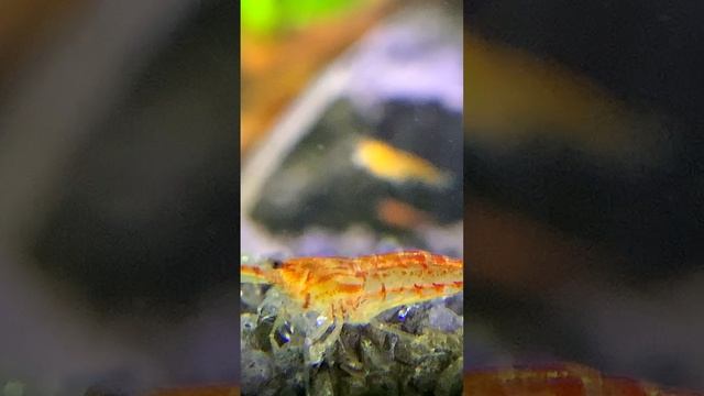 Креветки вишня видео #рутуб