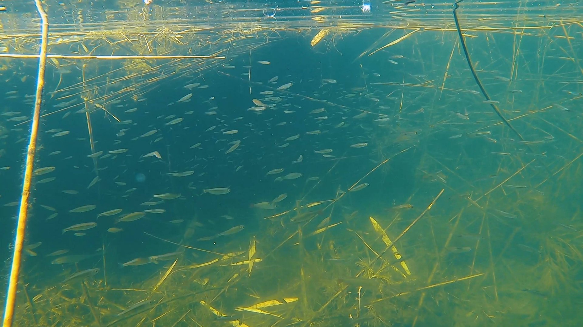 Подводный мир озера Зункарь. 4K, август 2024