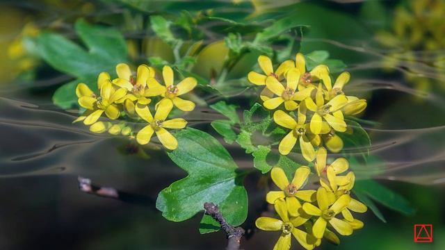 Варсануфий и Иоанн  Подвижническия наставления ч25