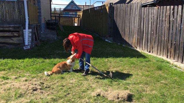 Лаврик на даче. Отдайте мне грабли! Май 2017