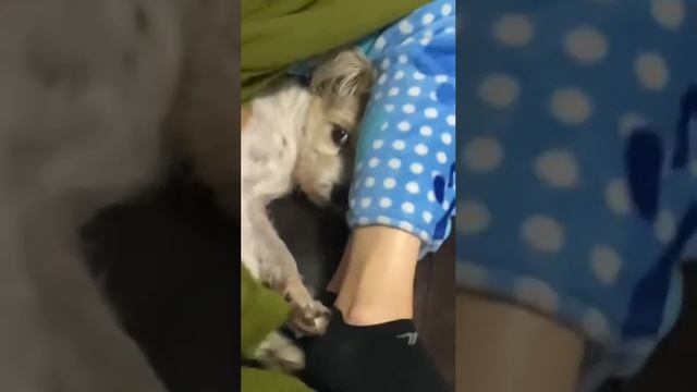 VID_20221218_205223_984.mp4