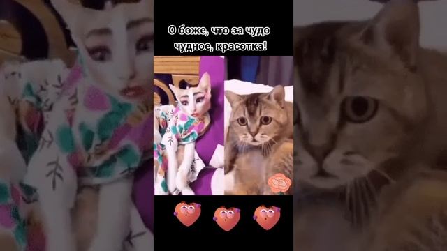Кот в шоке от увиденного