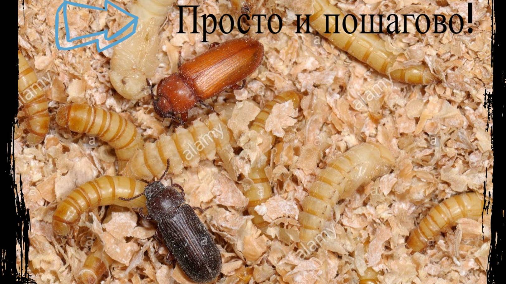 Как я содержу мучного червя (мучника)