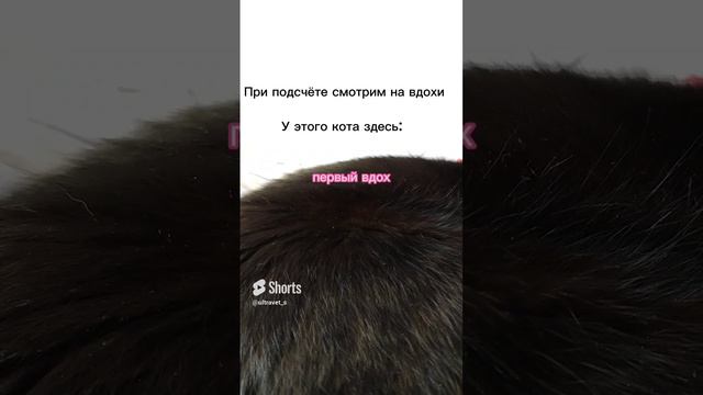 Как считать ЧДД у собаки или кошки | дыхание во сне