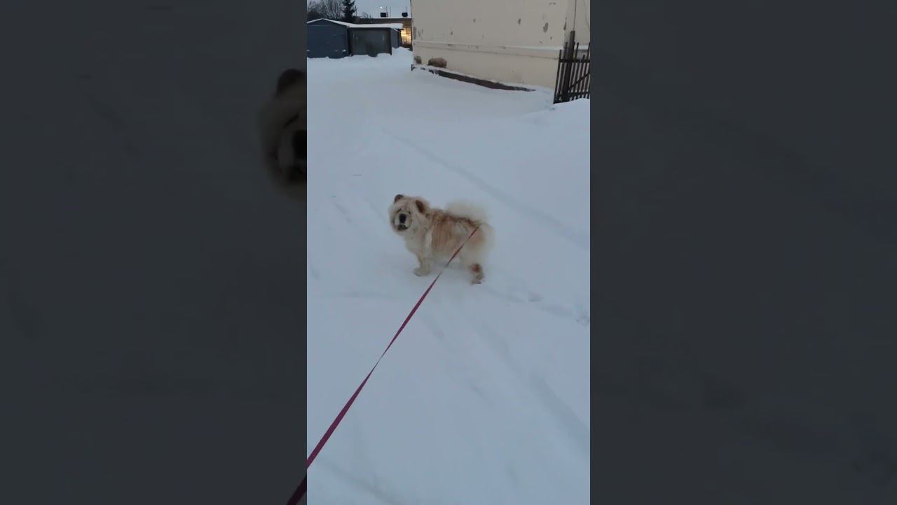 Чау Чау