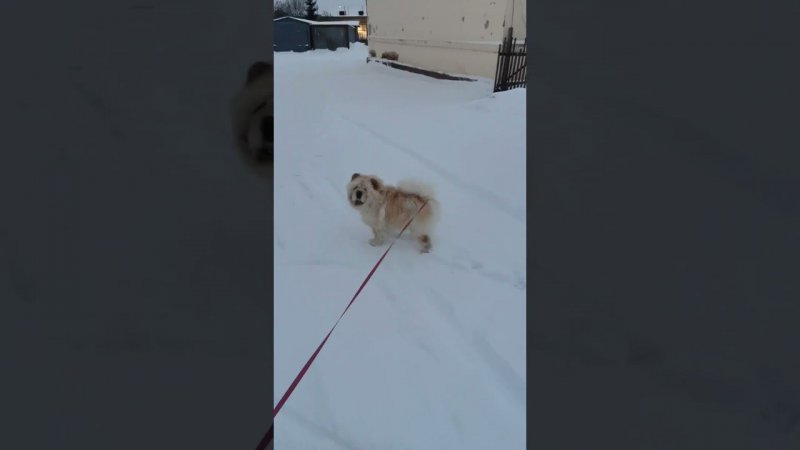 Чау Чау