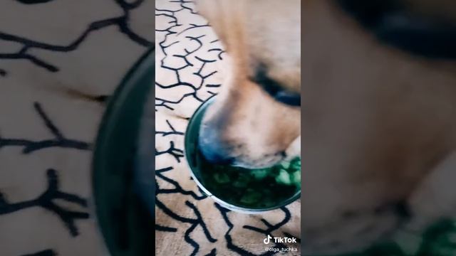 Любитель огурцов