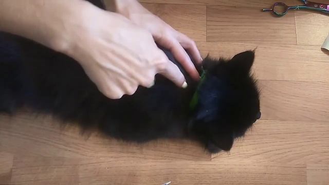 Как закапать капли на холку коту/собаке. Правильная техника.Обработка ...