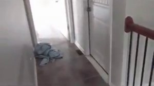 Собака и ступеньки