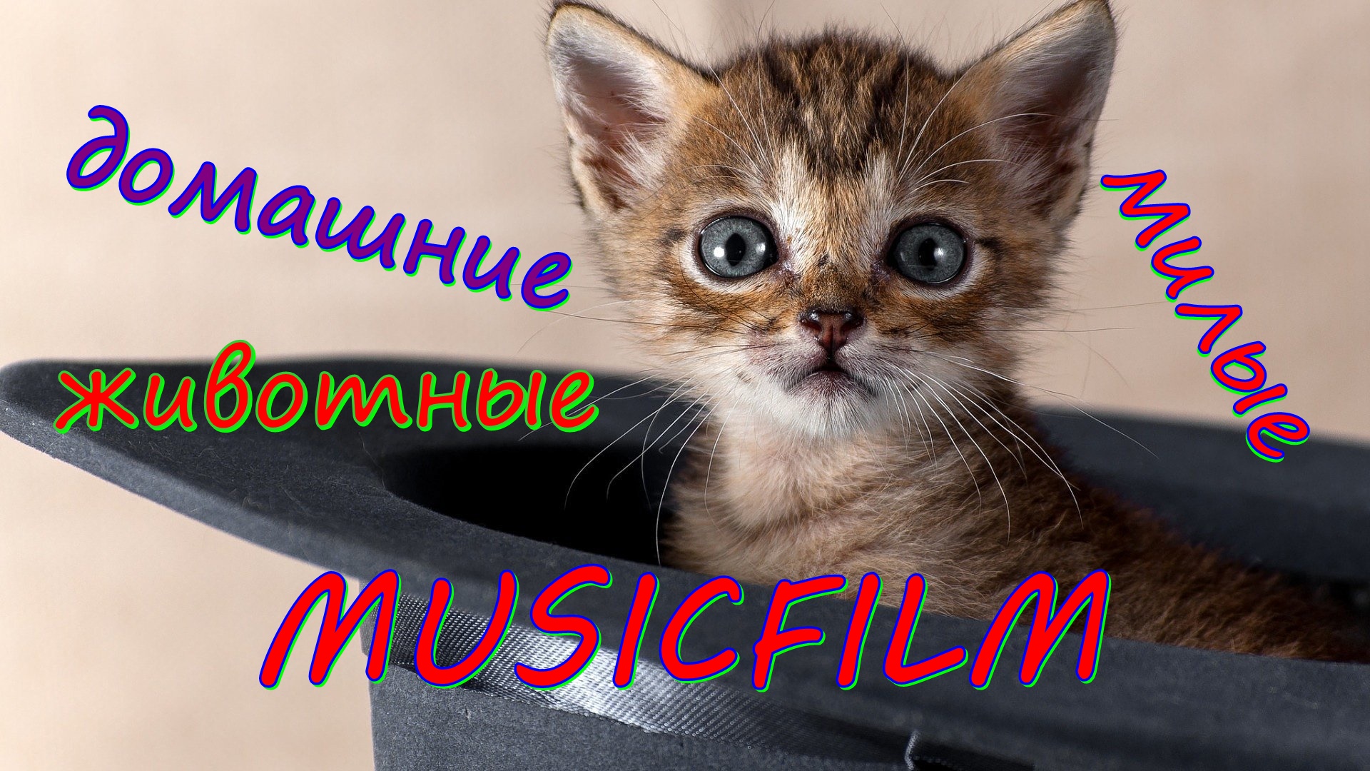 Приколы с котами и собаками .????