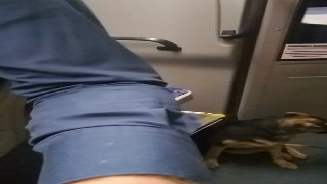 #собака зашол в #автобус и ехал один без #хозяина;)))