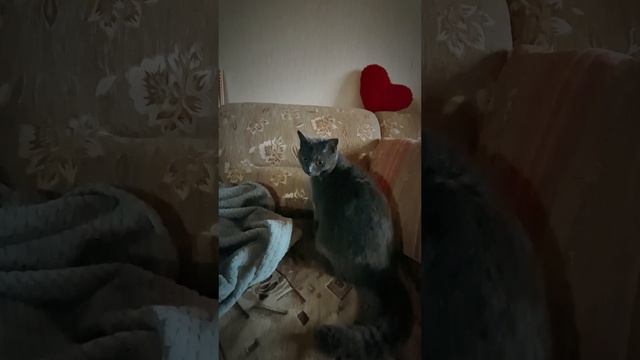 Взяли бездомного кота