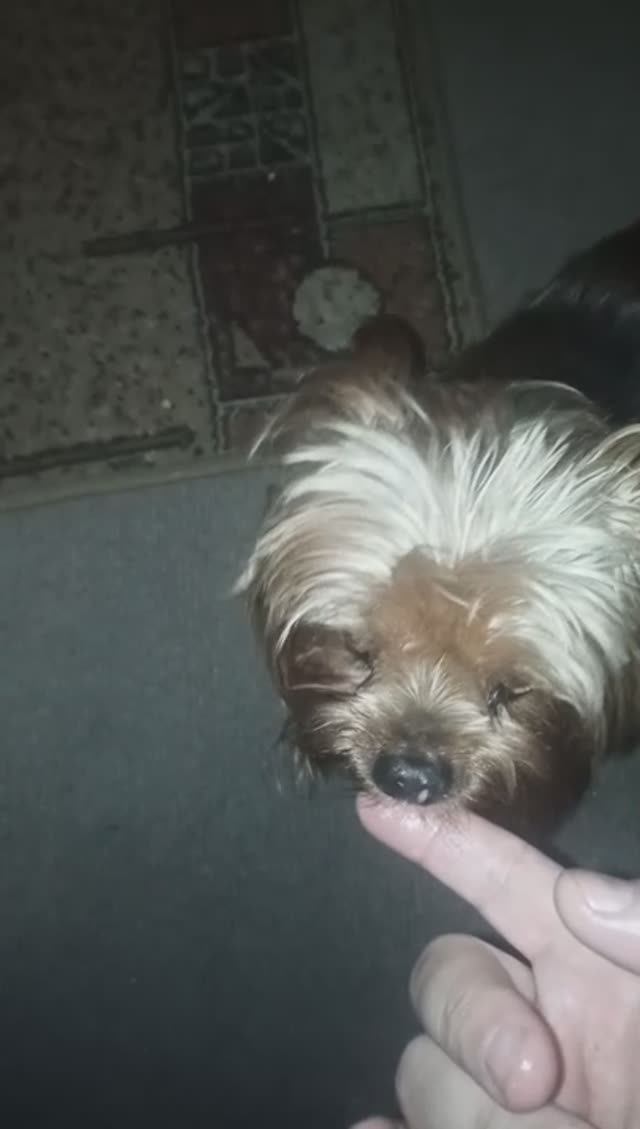 Утренний моцион из жира черной львинки