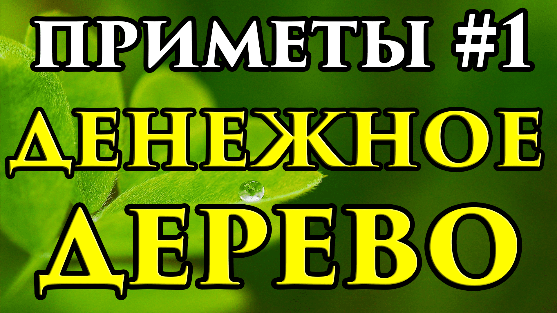 Можно ли держать дома Денежное дерево - приметы ? - Маг Fose