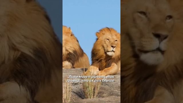 🦁🦁🦁