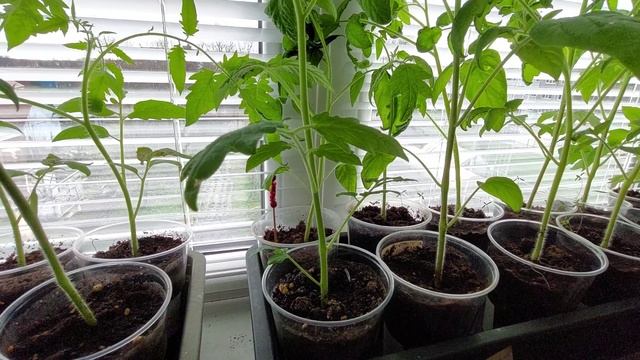 Моя рассада.mp4