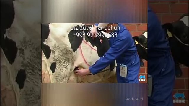 Sigirlarda homiladorlikni aniqlaydigan apparat. Qiziquvchilar uchun 90 428 53 88.mp4