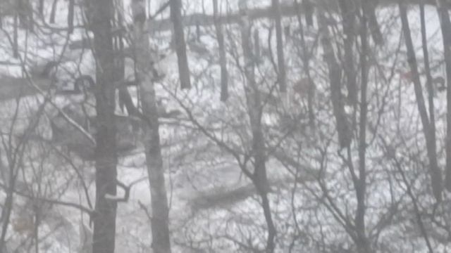 Белочка моей мечты VID_20231227_104059