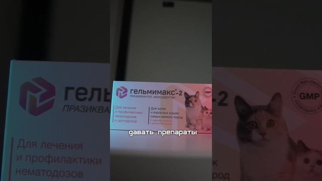 Можно ли целовать котиков?  #apicenna #апиценна  #животные #интересное #кошки #котенок #полезное