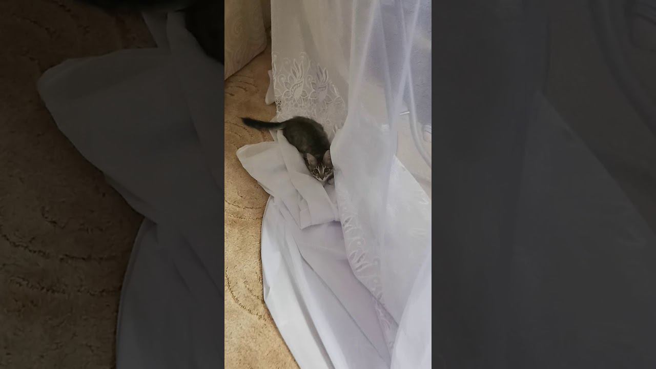 #Мурзик..