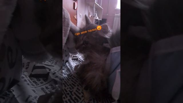 обзор на мою кошку