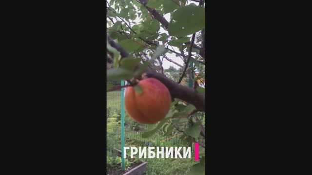 Абрикосы. ?Южное фруктовое дерево впервые за 5 лет дало плоды