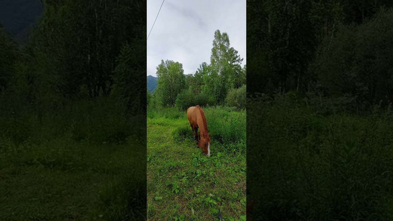 Бурятская лошадка