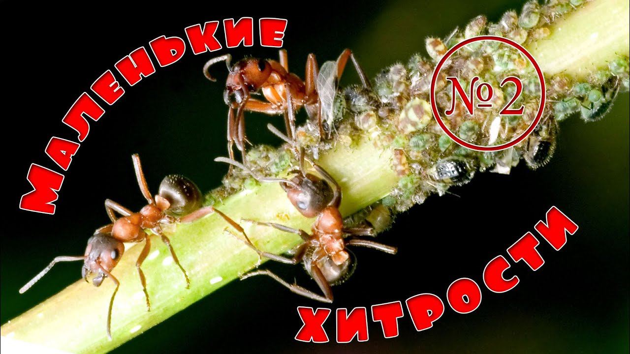 Маленькие хитрости. Кухня. №2 Как правильно жарить яйца, чтобы было вкусно и полезно.