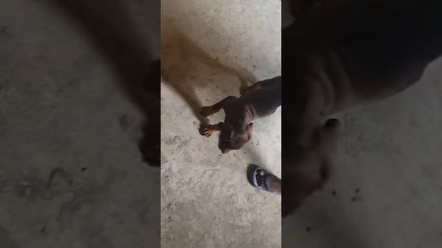Our Doberman puppy sweetheart playing with my kid #doberman.