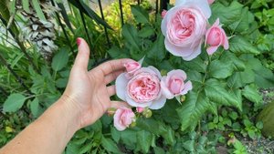 Роза Наэма в полном Роспуске