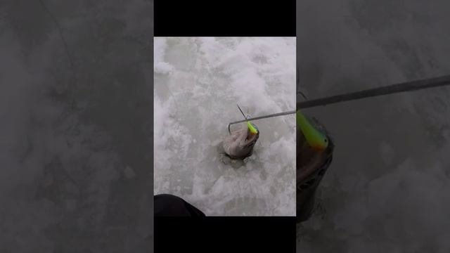 Ловля трофейного Судака на Козу