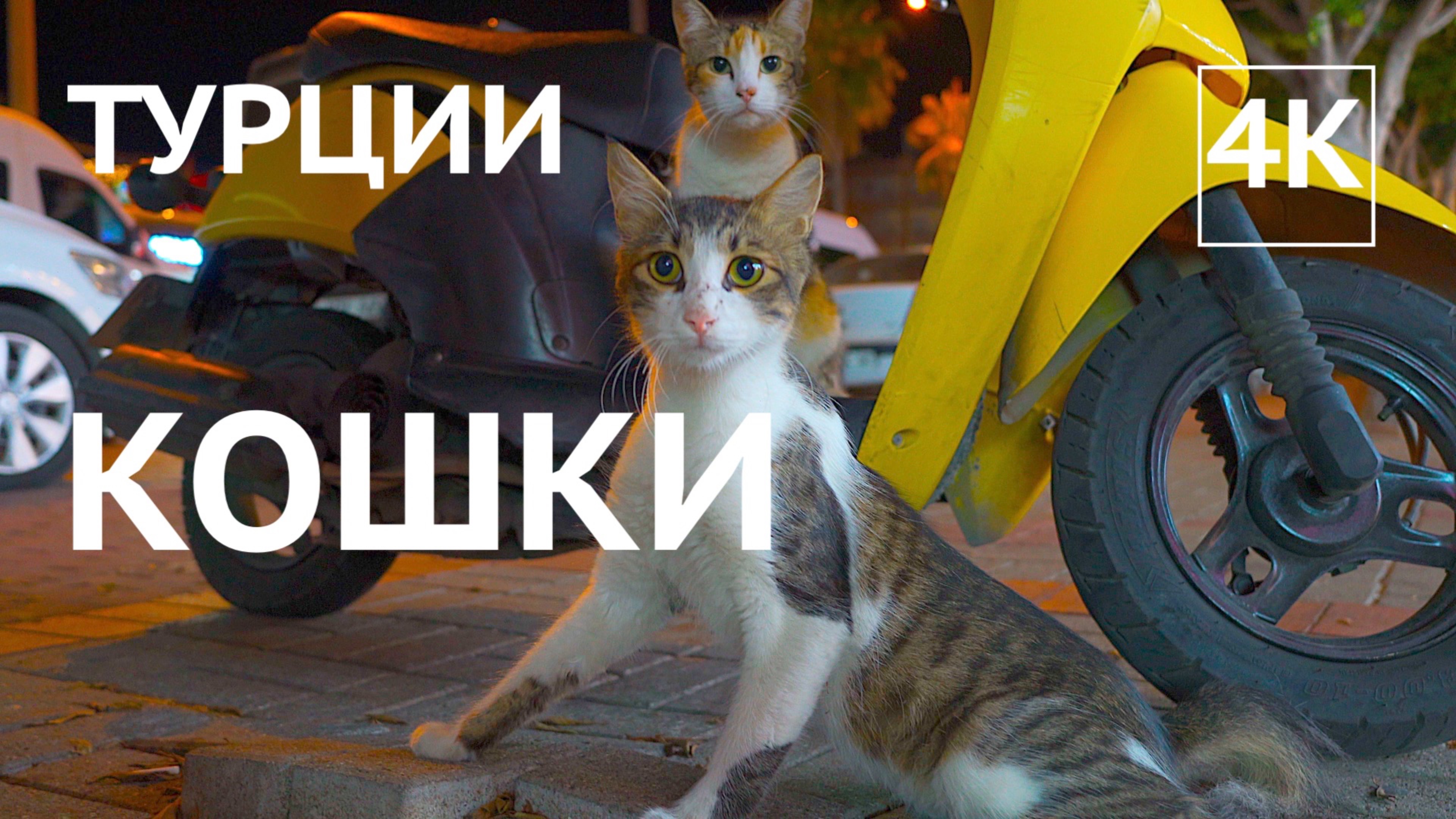 Турция Аланья коты и кошки