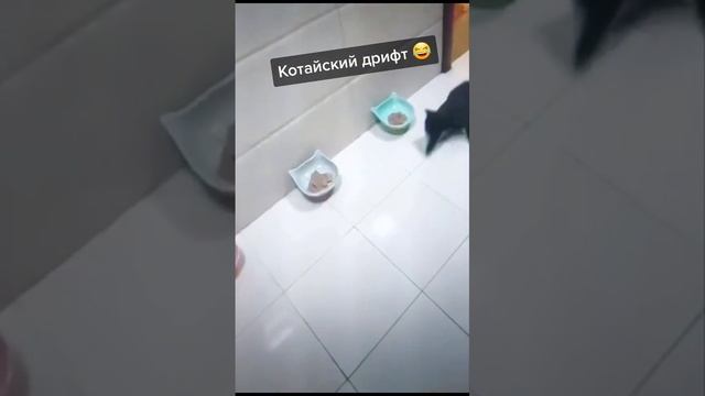 Кошачий голод