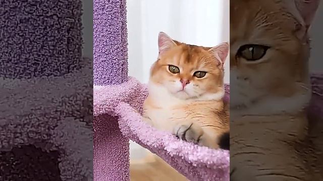 Домик для кошки с рынка садовод в Москве