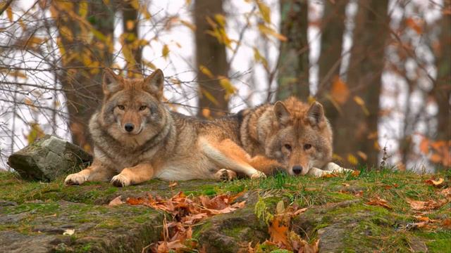 Осень в лесу
