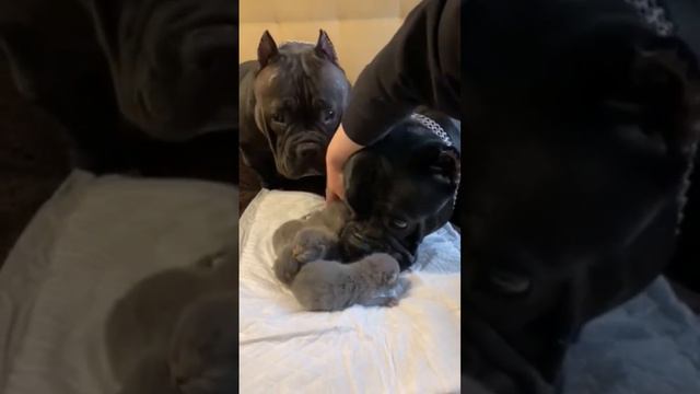 Булли и маленькие котята. Одна булочка уже мама и скоро снова станет мамочкой,вторая молодая(щенок)