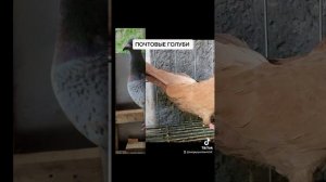 2023-02-27-102244119.mp4